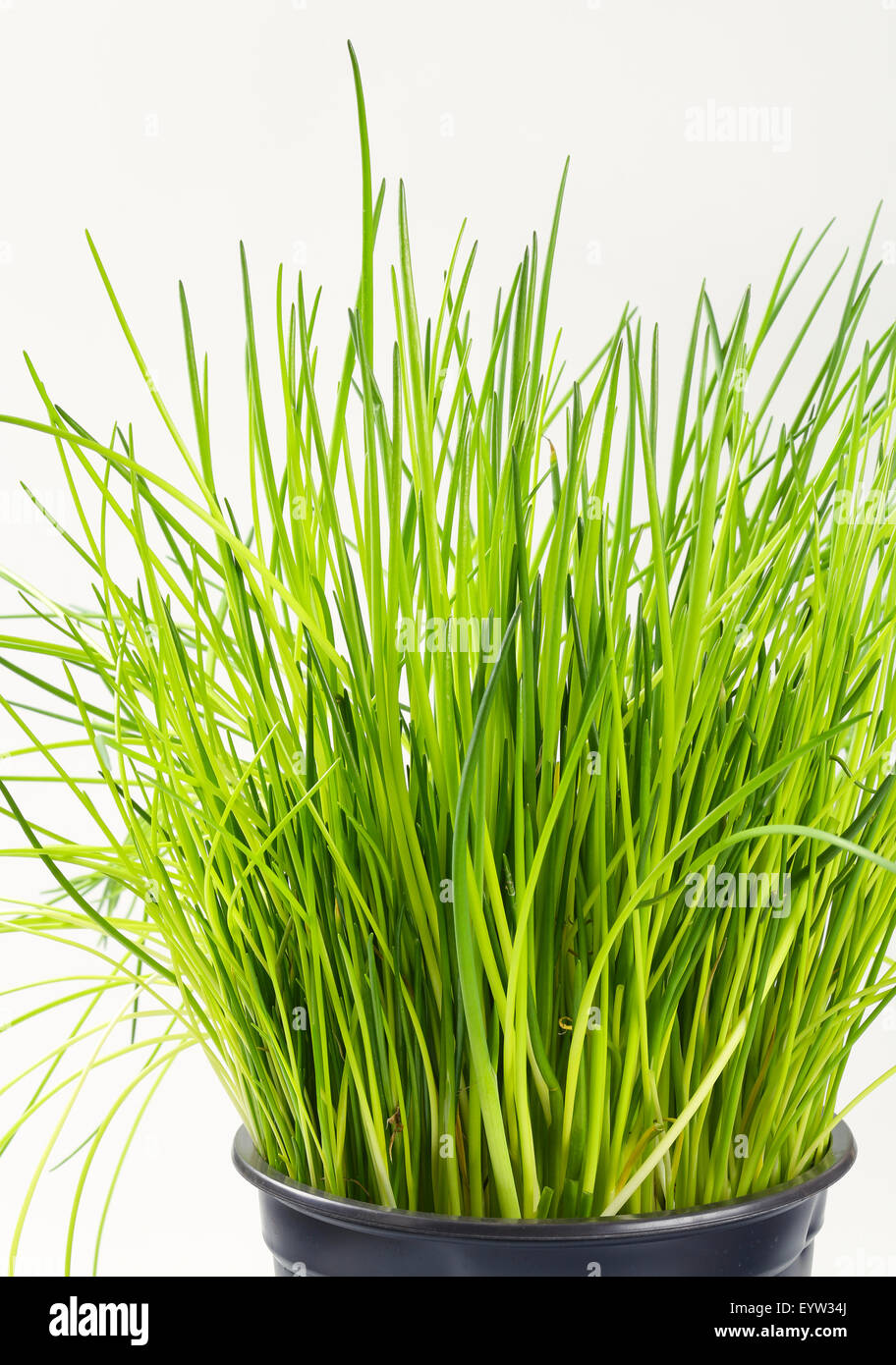 Chives growing pot hi-res stock photography and images - Alamy