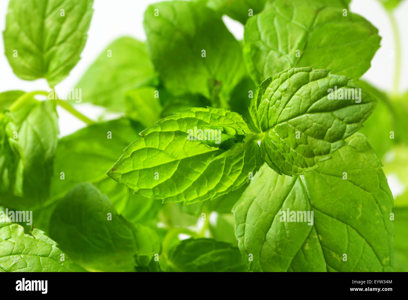 Detail of fresh mint leaves Stock Photo - Alamy