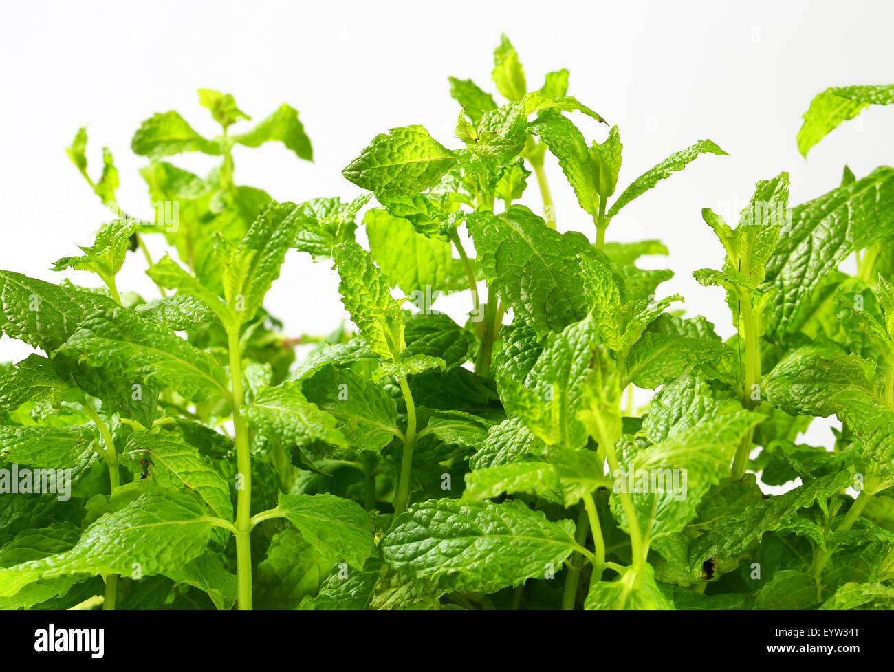 Fresh mint sprigs on white background Stock Photo - Alamy
