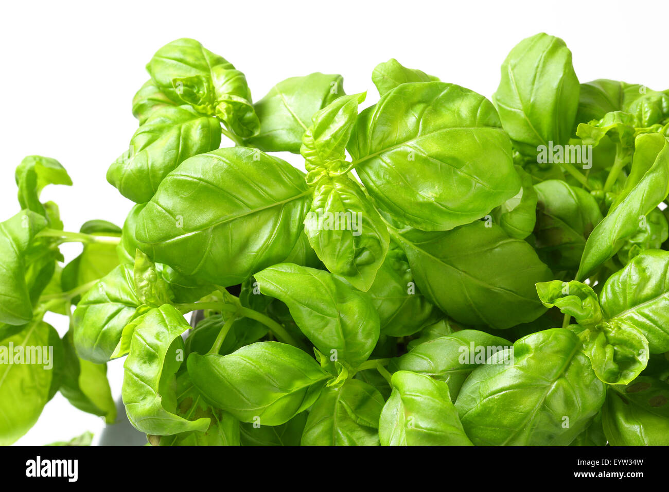 Basil culinary herb hi-res stock photography and images - Alamy