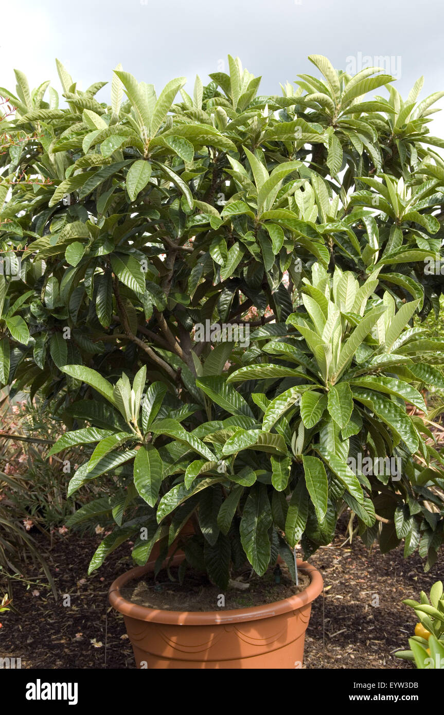 Japanische Wollmispel; Eriobotrya japonica Stock Photo - Alamy