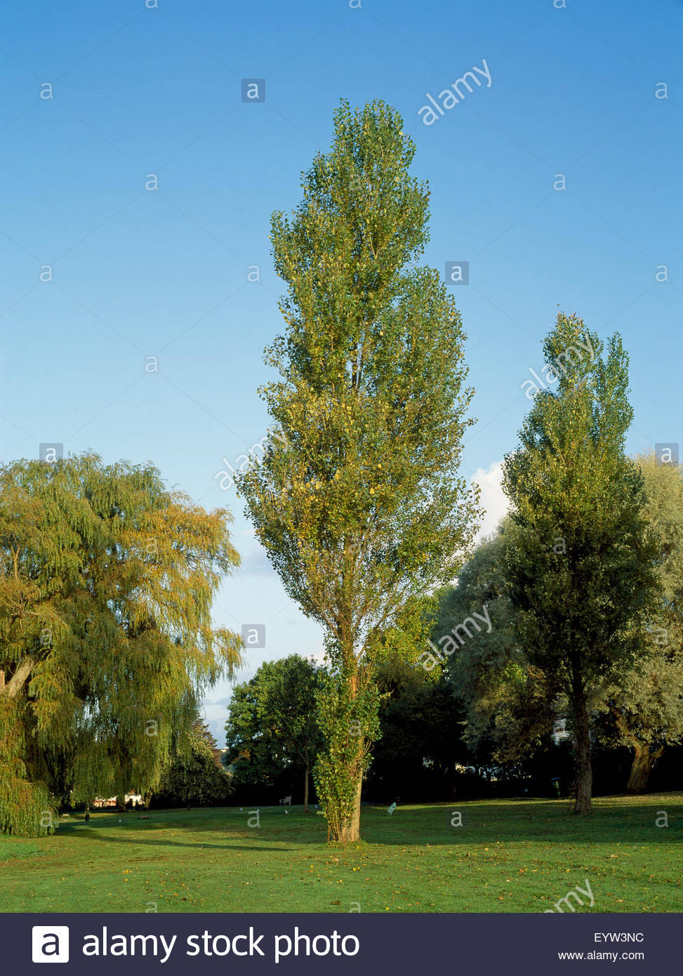 Lombardy Poplar Populus Nigra Italica High Resolution Stock Photography ...