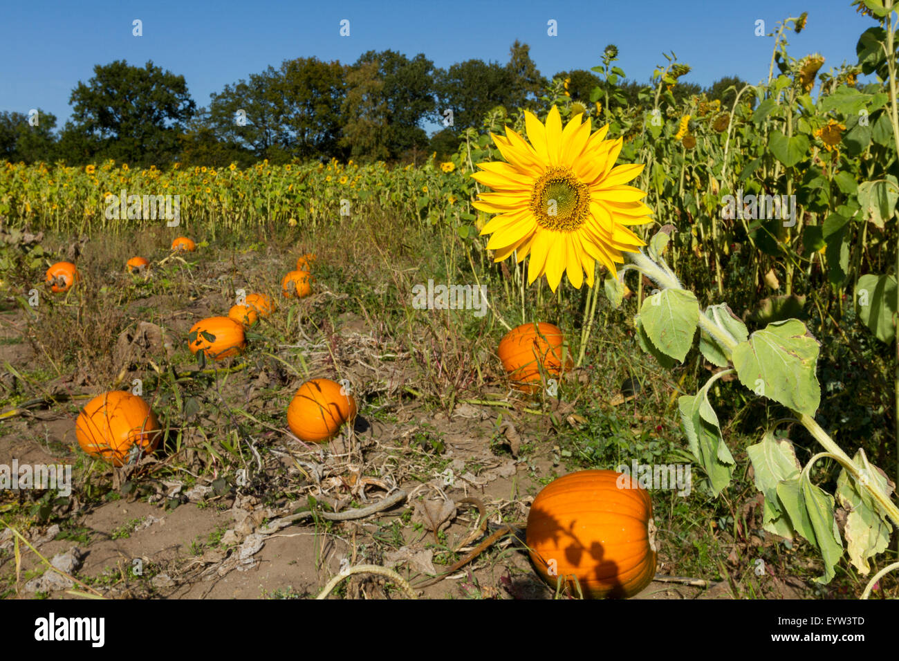 Summer pumpkin hi-res stock photography and images - Alamy