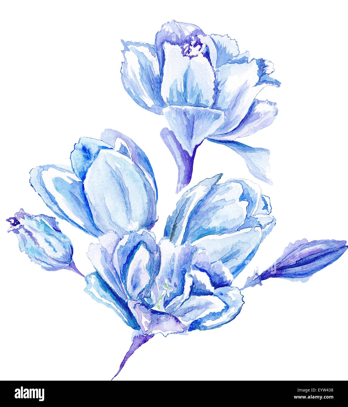 Tender soft indigo colored flowers isolated on white background for ...