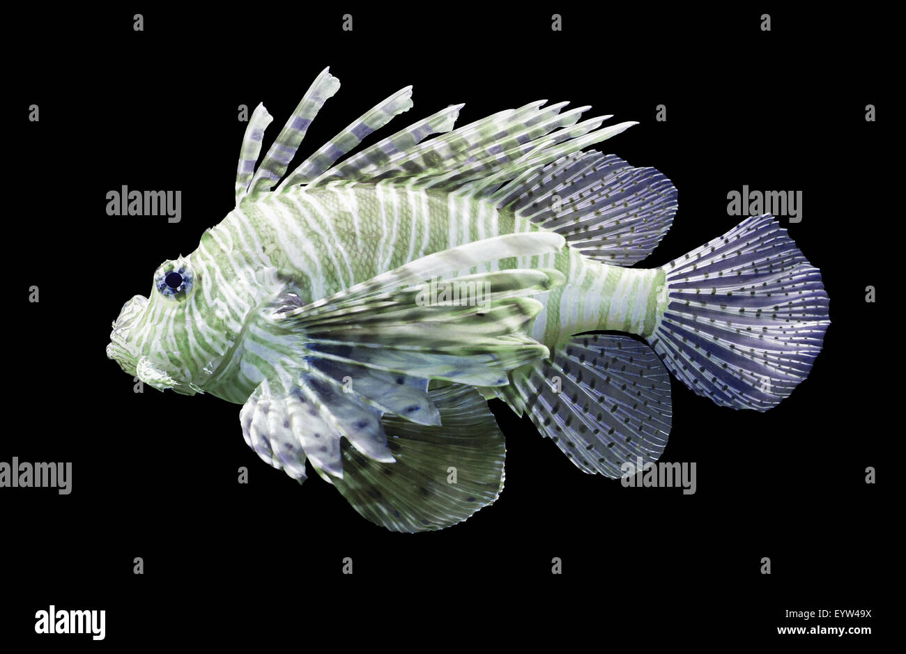Purple Firefish High Resolution Stock Photography and Images - Alamy