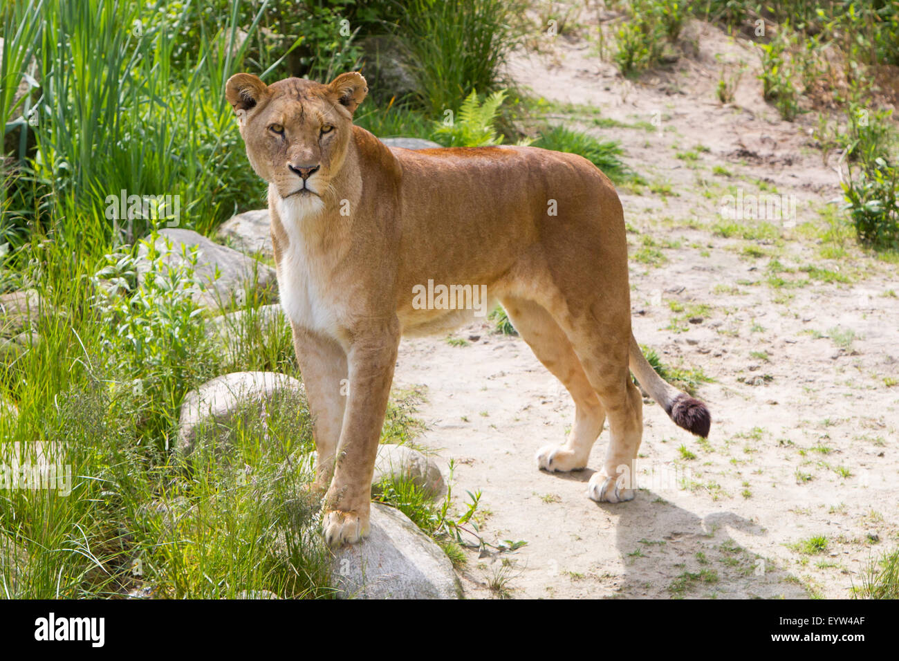 Large lioness in a bright green environment Stock Photo - Alamy