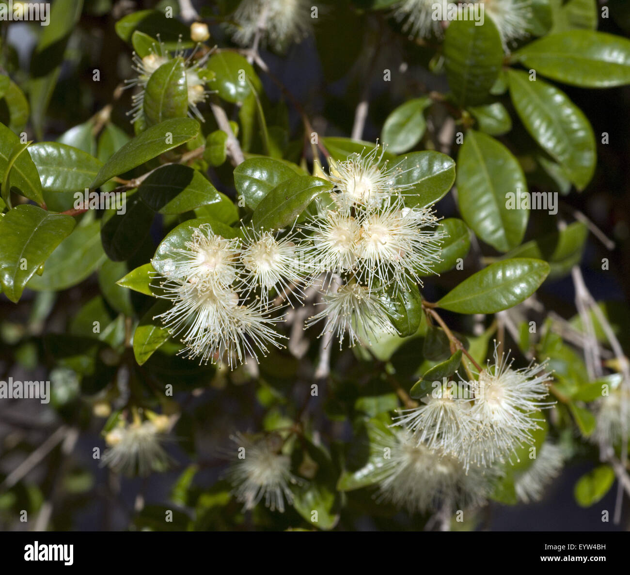 Syzygium Paniculatum Flower