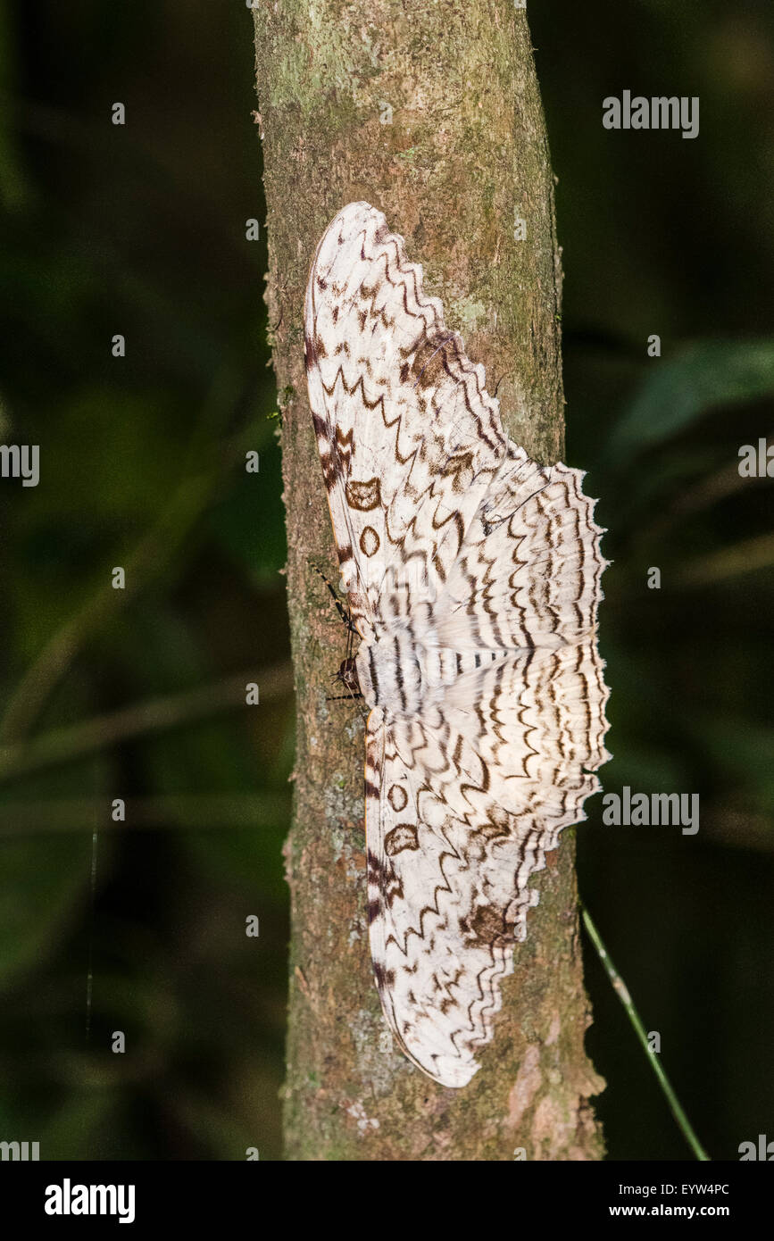 A Birdwing moth on a tree trunk in Costa Rica Stock Photo - Alamy