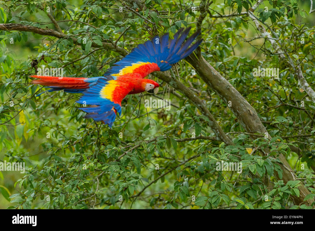 A Scarlet Macaw in flight Stock Photo - Alamy