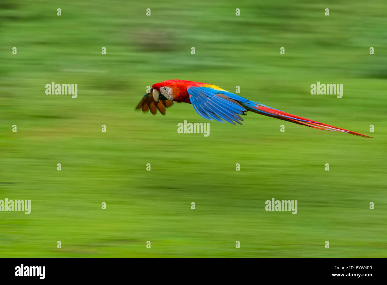 Scarlet macaw flying hi-res stock photography and images - Alamy