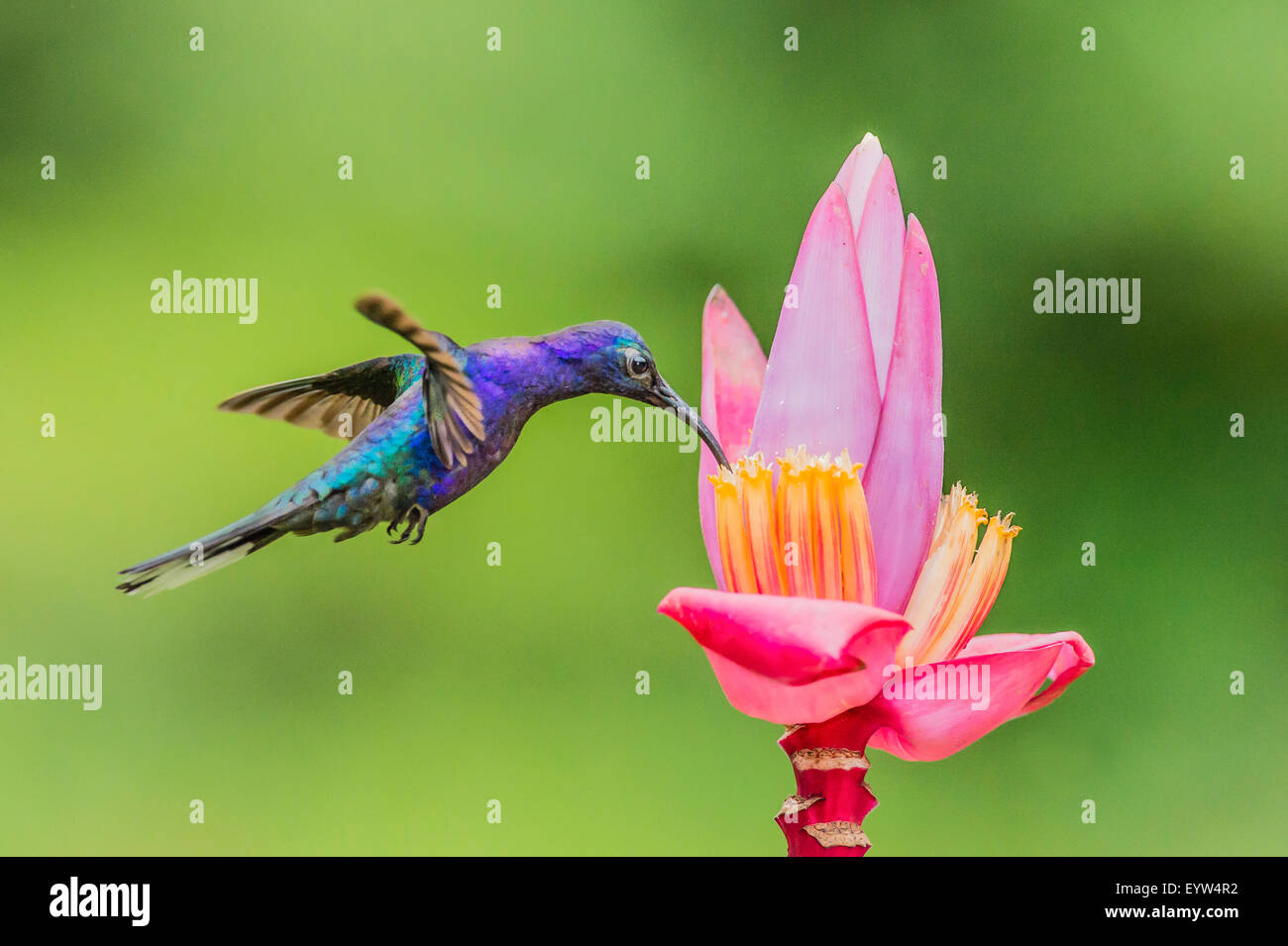 A Violet Sabrewing feeding from the flower of a banana plant Stock ...