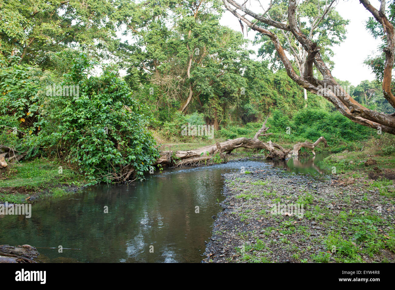 River, Chebera-Churchura National Park, Ethiopia Stock Photo - Alamy
