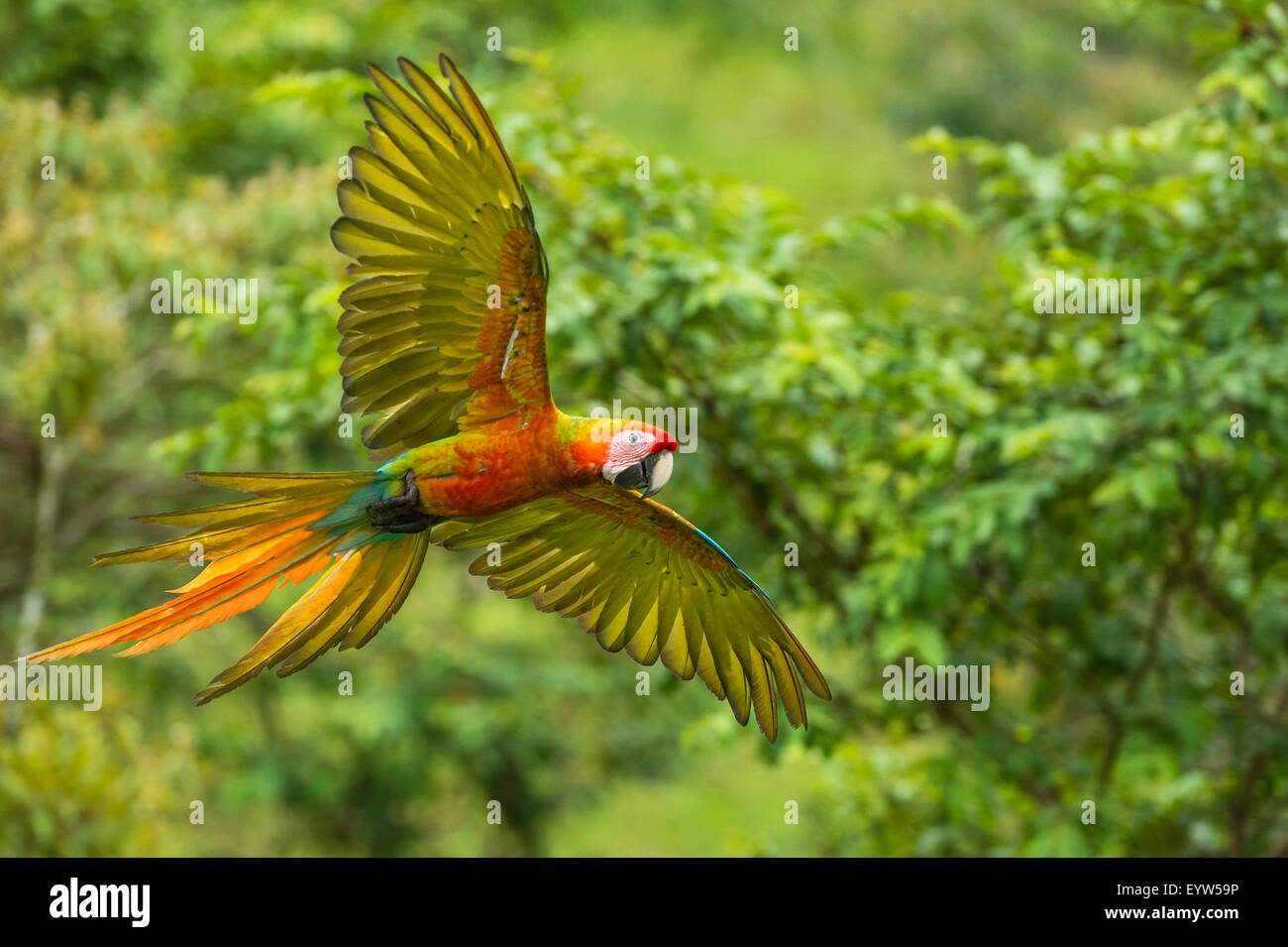 A Scarlet Macaw in flight and landing Stock Photo - Alamy