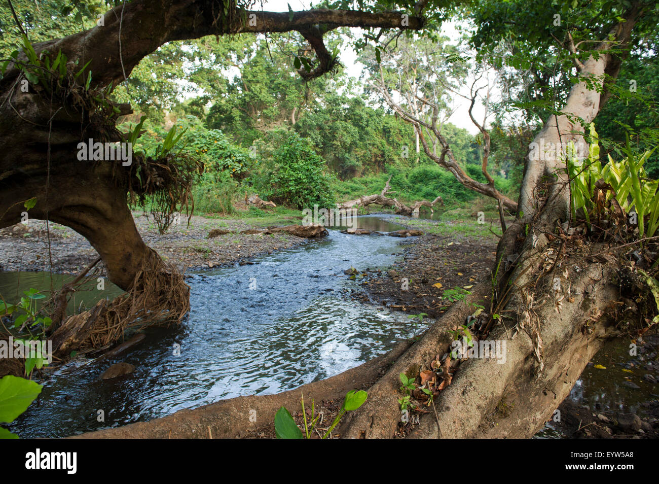 River, Chebera-Churchura National Park, Ethiopia Stock Photo - Alamy