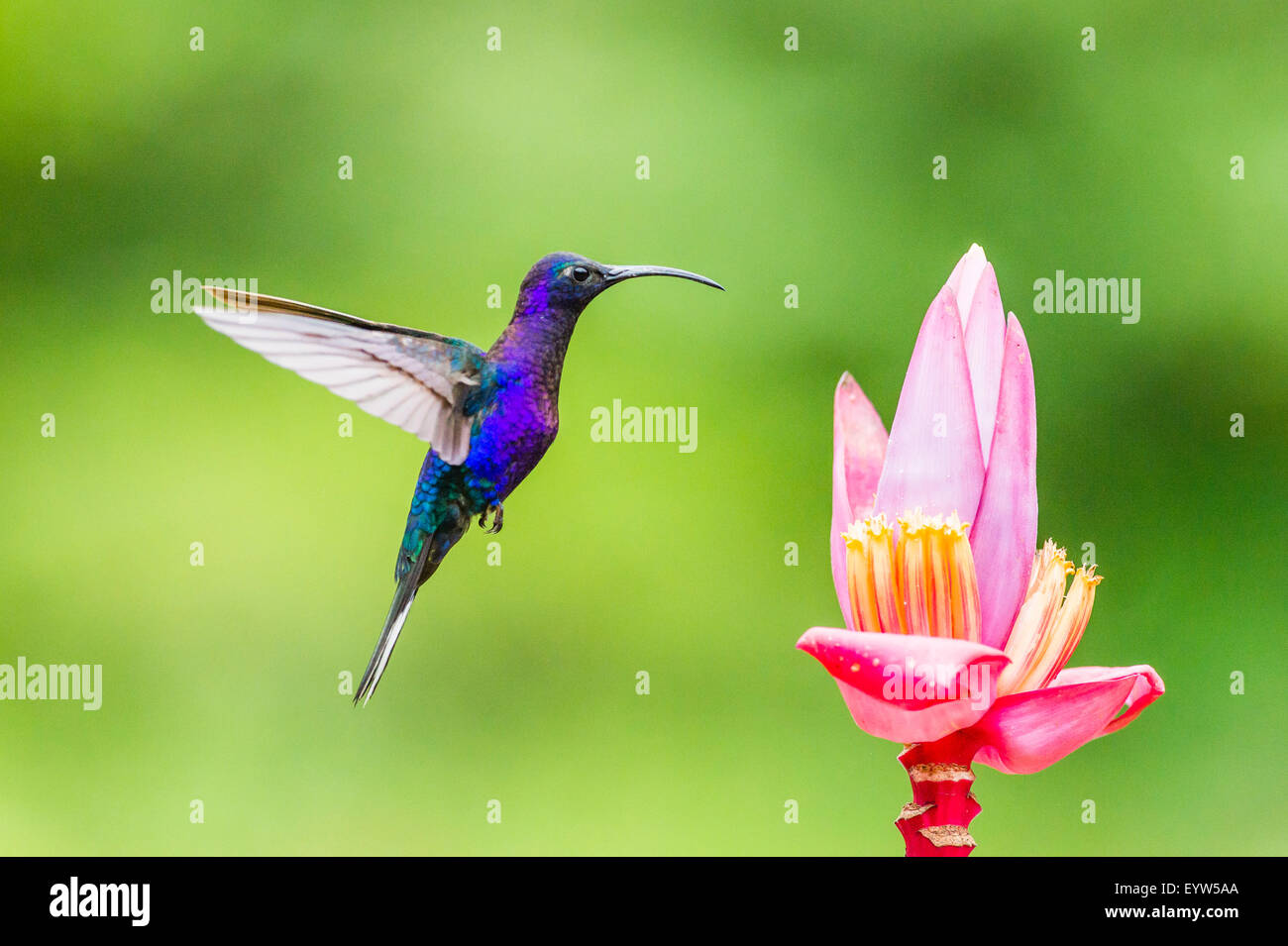 A Violet Sabrewing feeding from the flower of a banana plant Stock ...