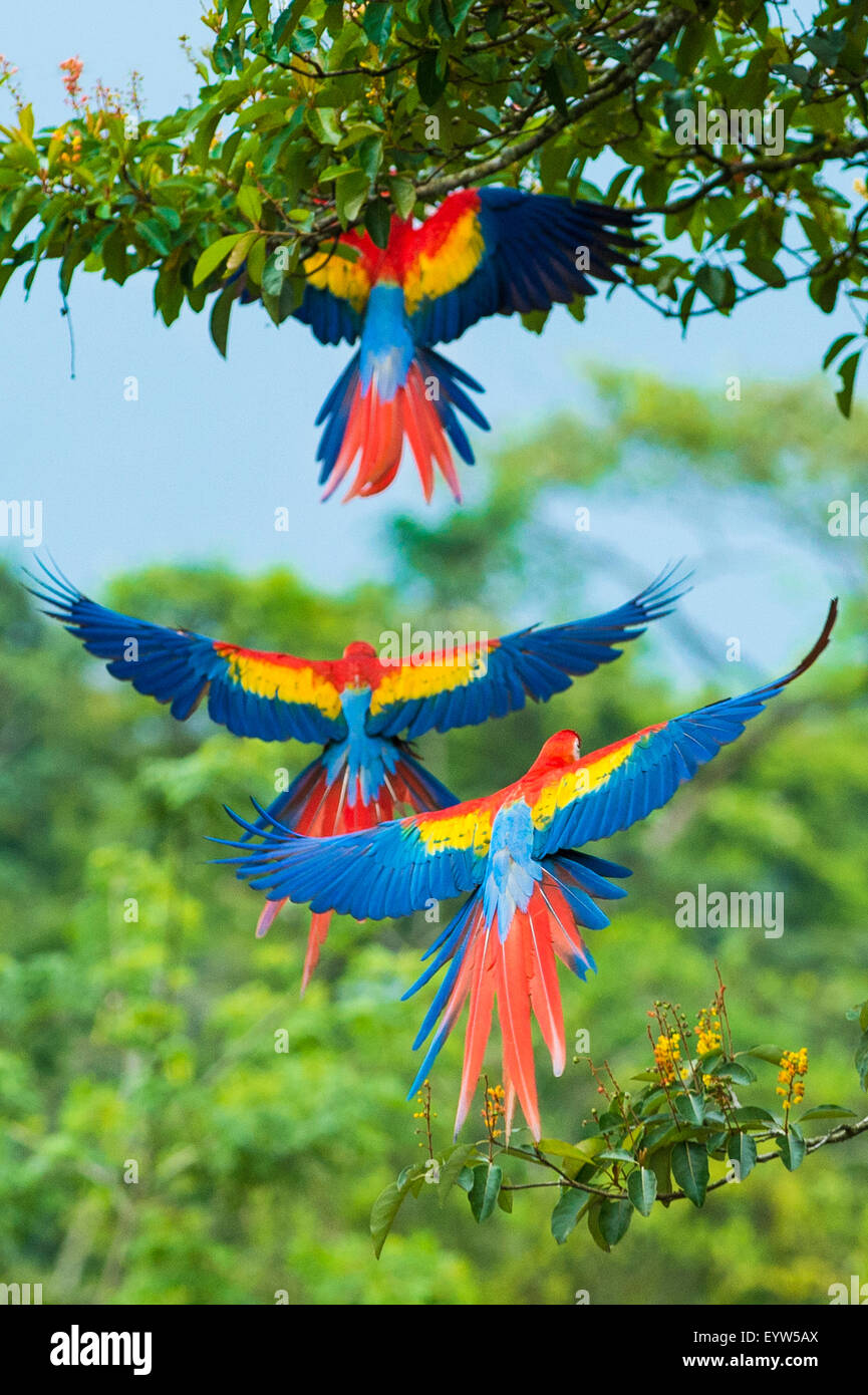 Three Scarlet Macaws in flight Stock Photo - Alamy