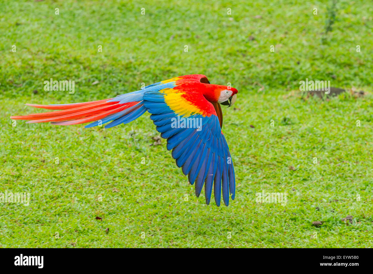 A Scarlet Macaw in flight Stock Photo - Alamy