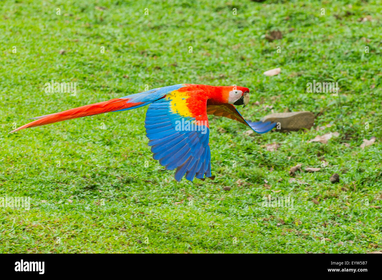 A Scarlet Macaw in flight Stock Photo - Alamy
