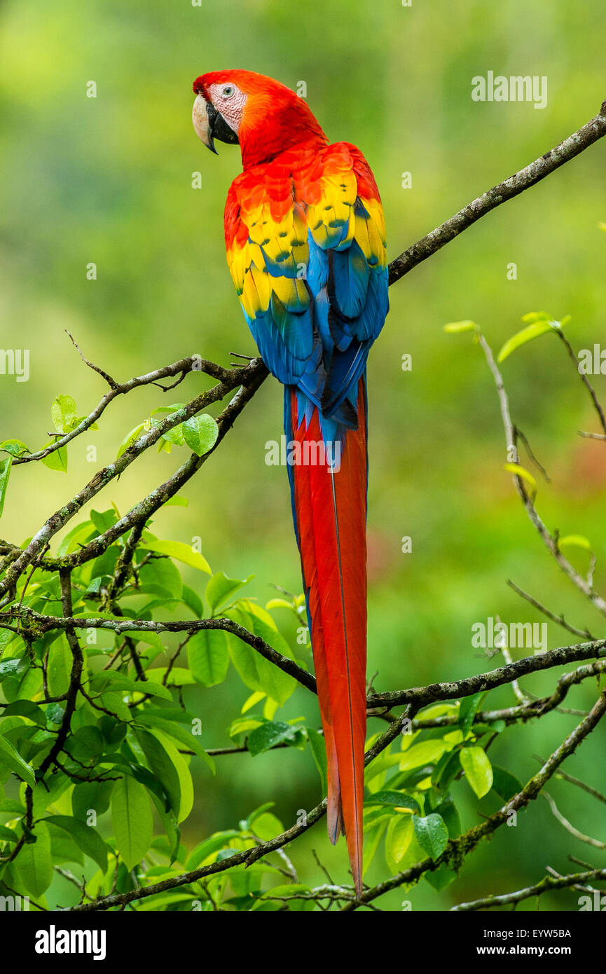 Scarlet Macaw Sitting
