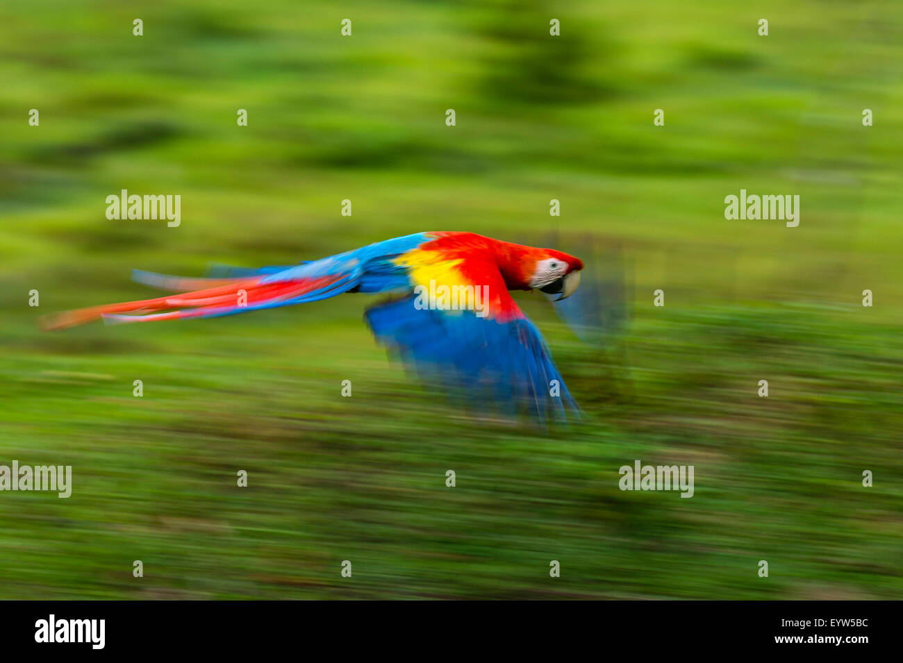 Scarlet macaw hi-res stock photography and images - Alamy