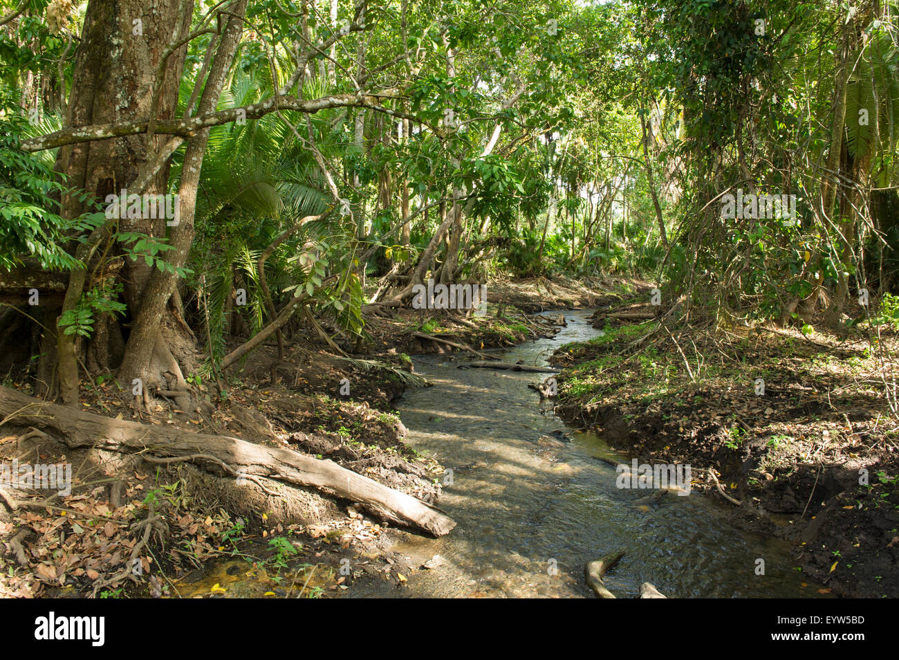 River, Chebera-Churchura National Park, Ethiopia Stock Photo - Alamy