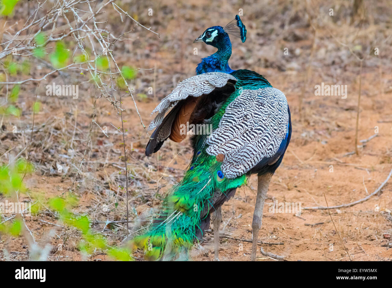 Indian Blue Peacock in Yala National Park, Sri Lanka Stock Photo - Alamy