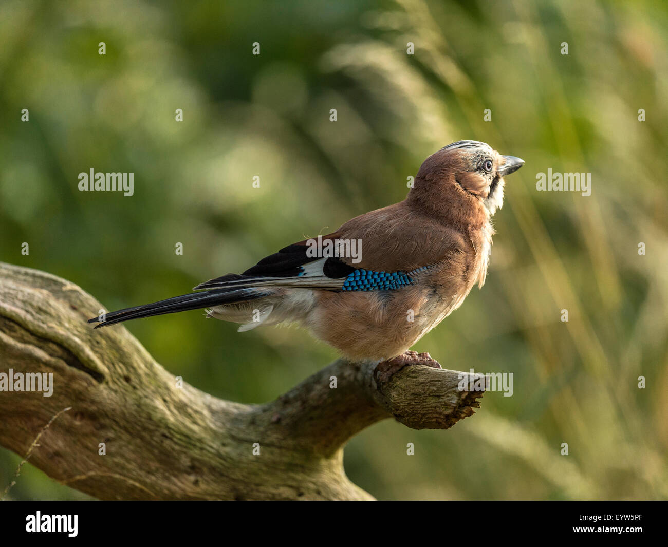 European jay in woodland hi-res stock photography and images - Alamy