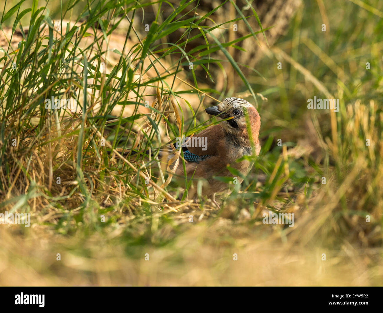 Eurasian Jay (Garrulus glandarius) foraging in natural woodland ...