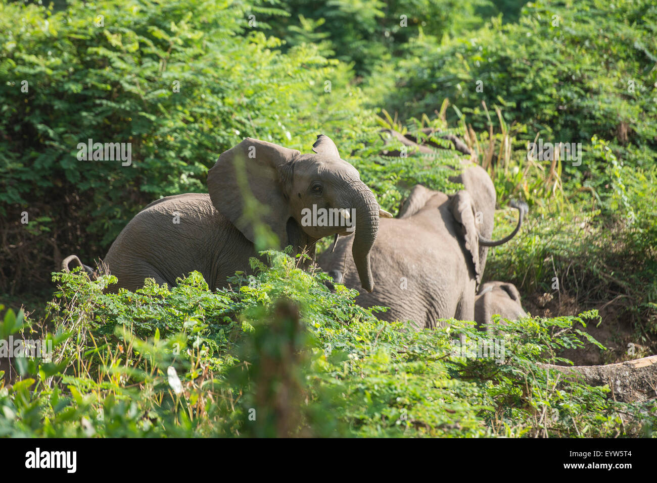 African elephant, Chebera-Churchura National Park, Ethiopia Stock Photo ...