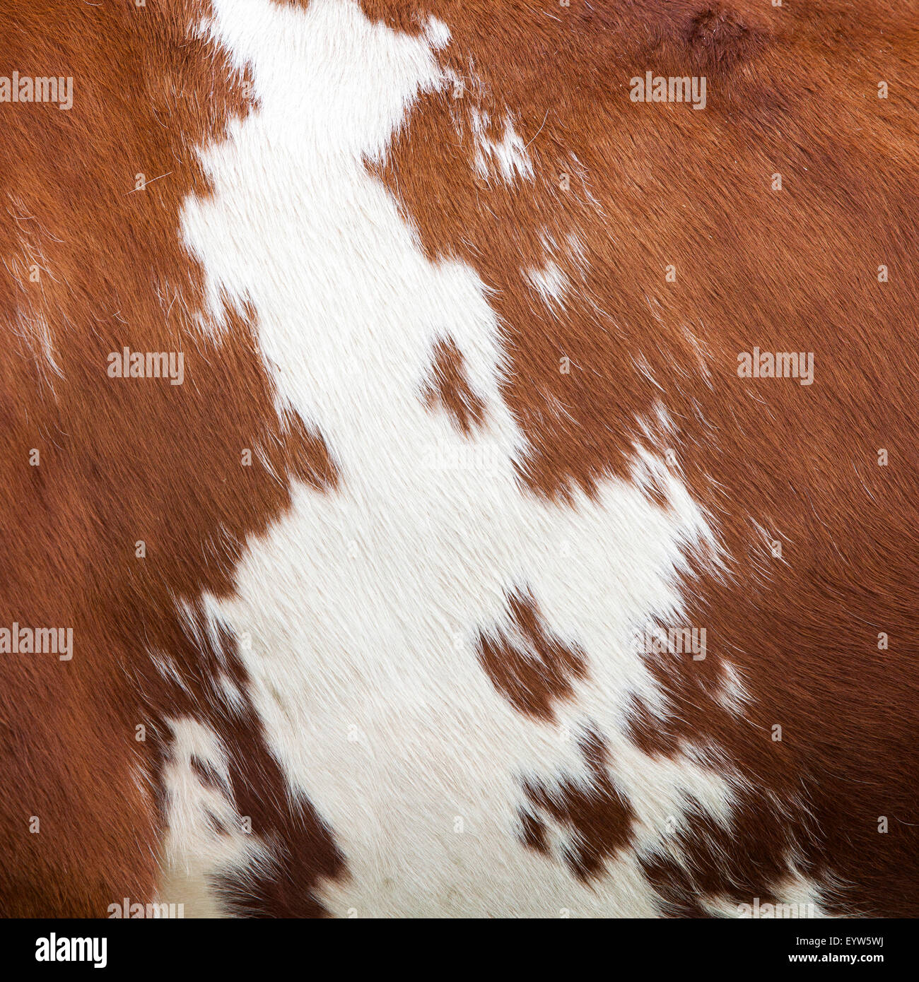 Brown and white cow hide hi-res stock photography and images - Alamy