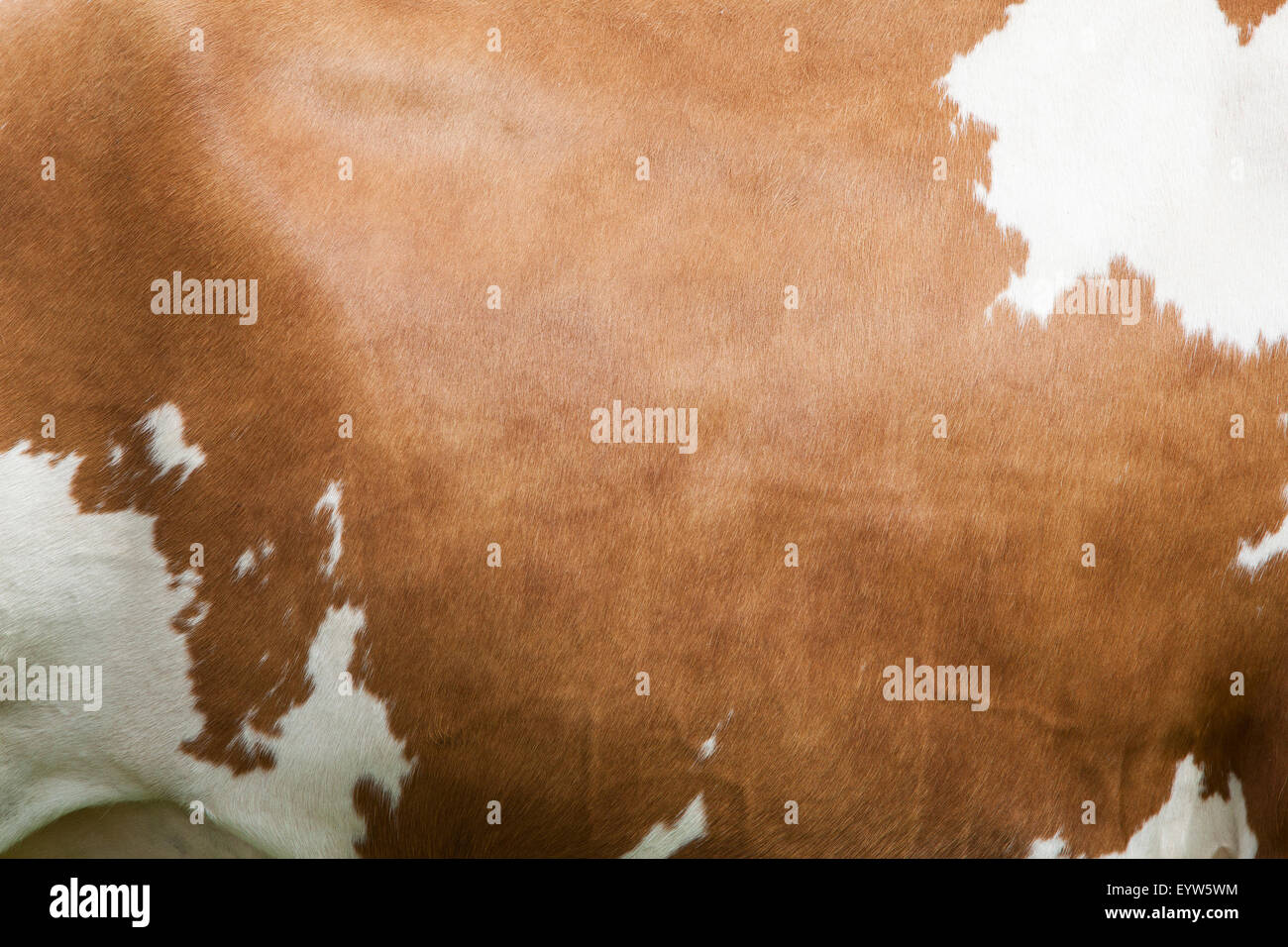 side of cow with white pattern on reddish brown hide Stock Photo - Alamy