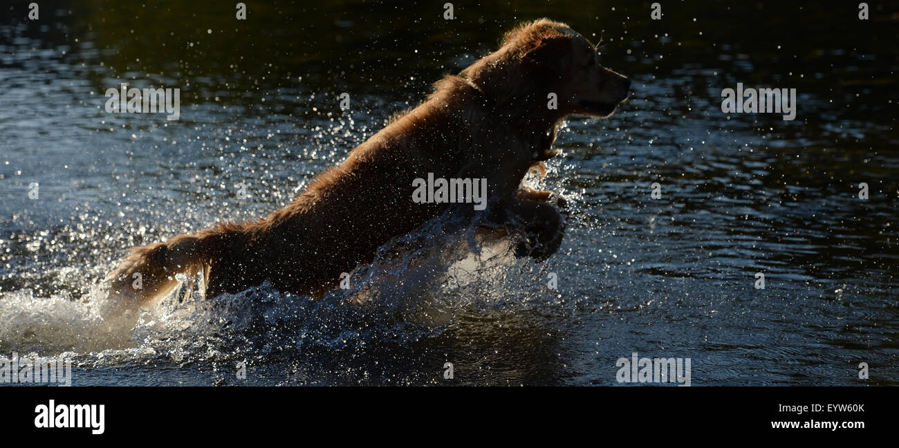 Freiburg, Germany. 3rd Aug, 2015. A golden retriever takes a bath in ...