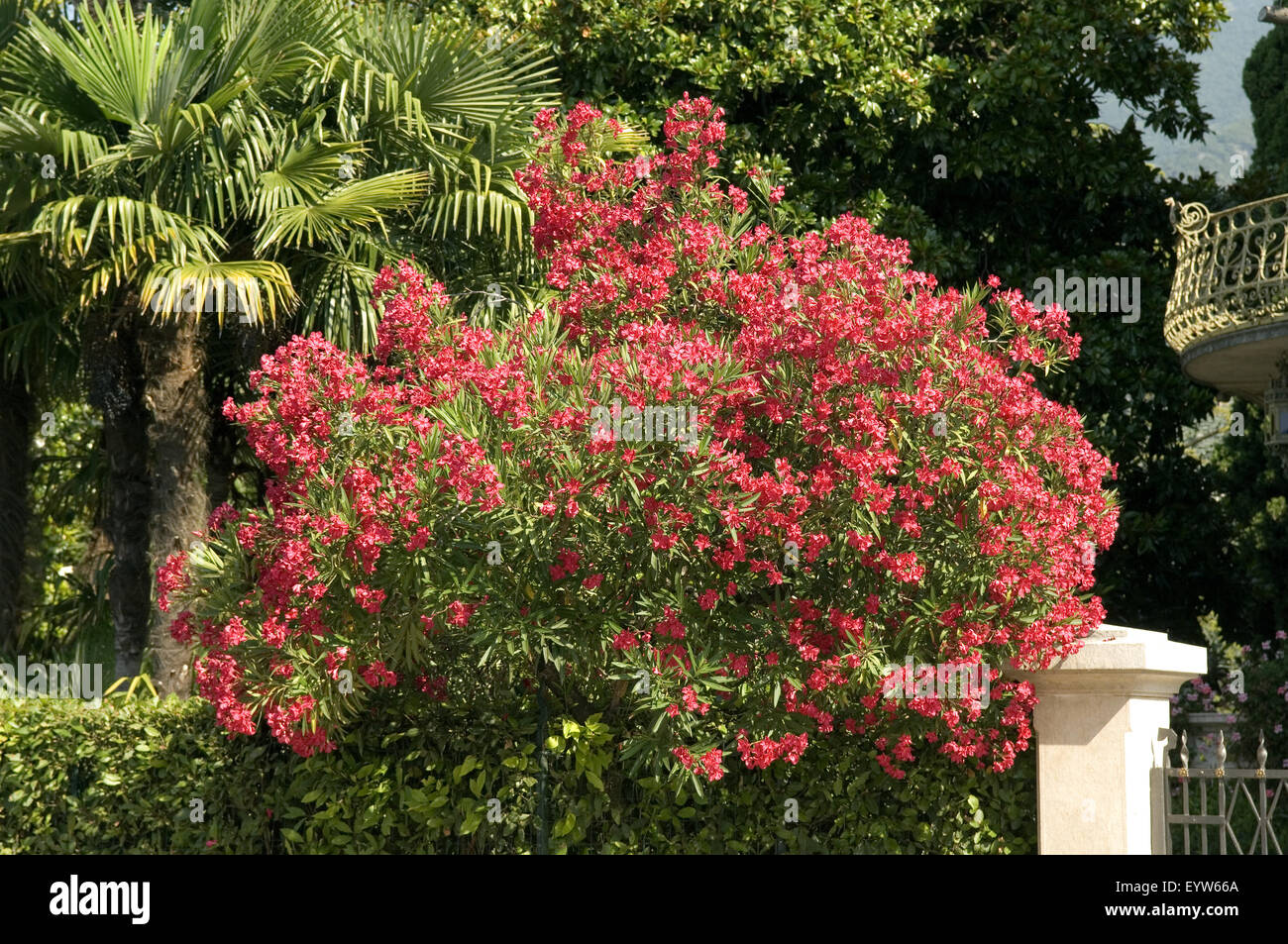 Kuebelpflanzen oleander* hi-res stock photography and images - Alamy