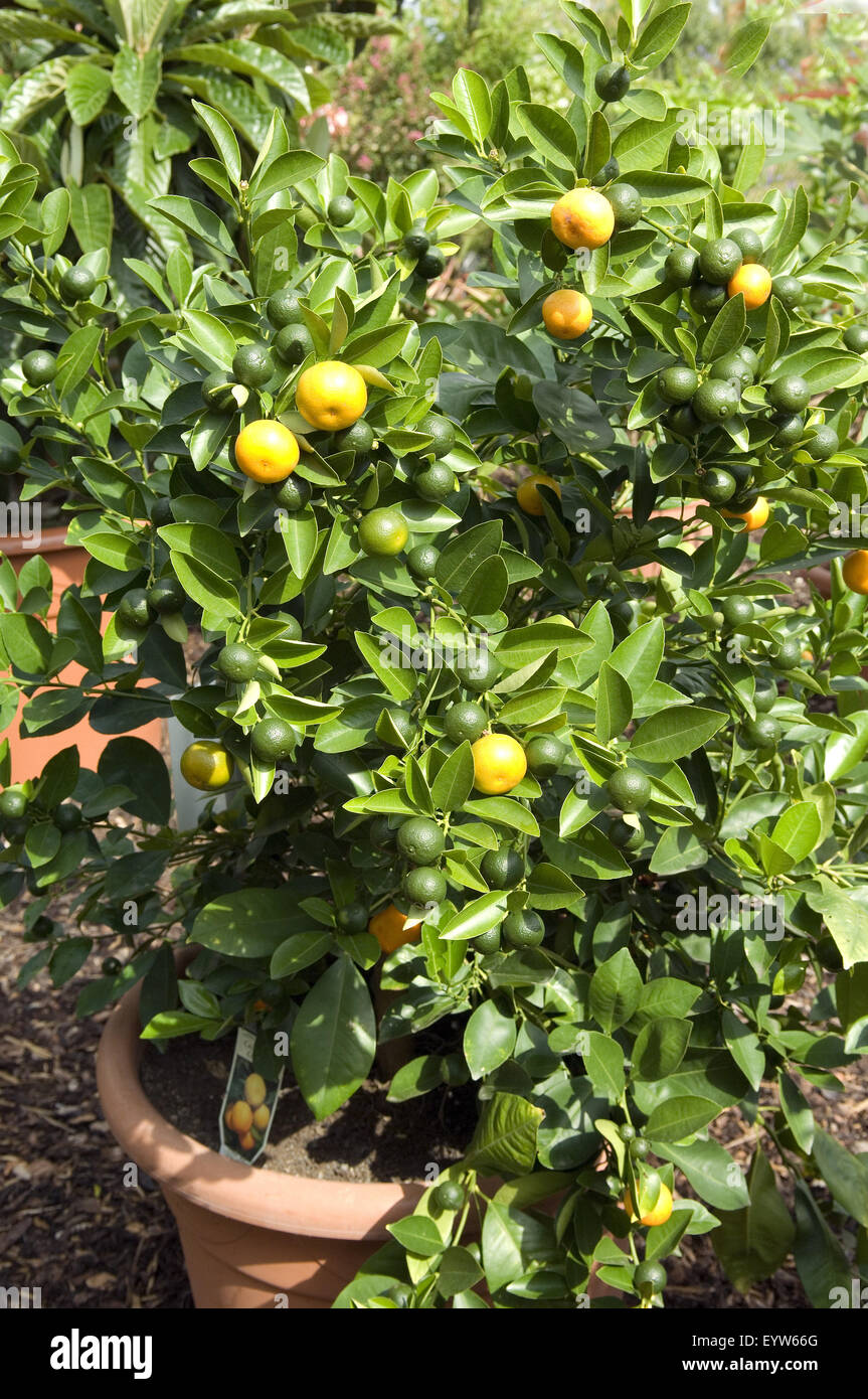 Obstsorten hi-res stock photography and images - Alamy