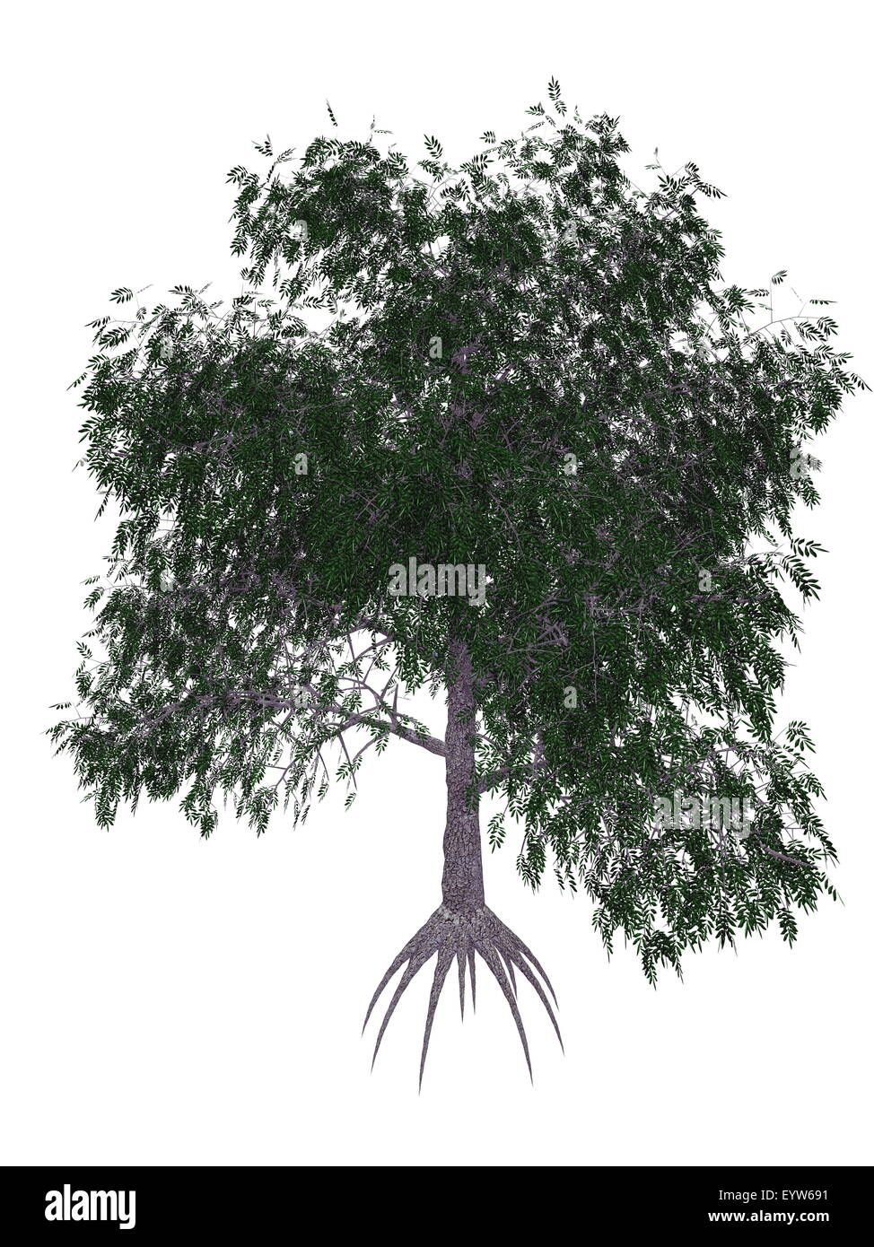 Pecan tree isolated in white background - 3D render Stock Photo - Alamy