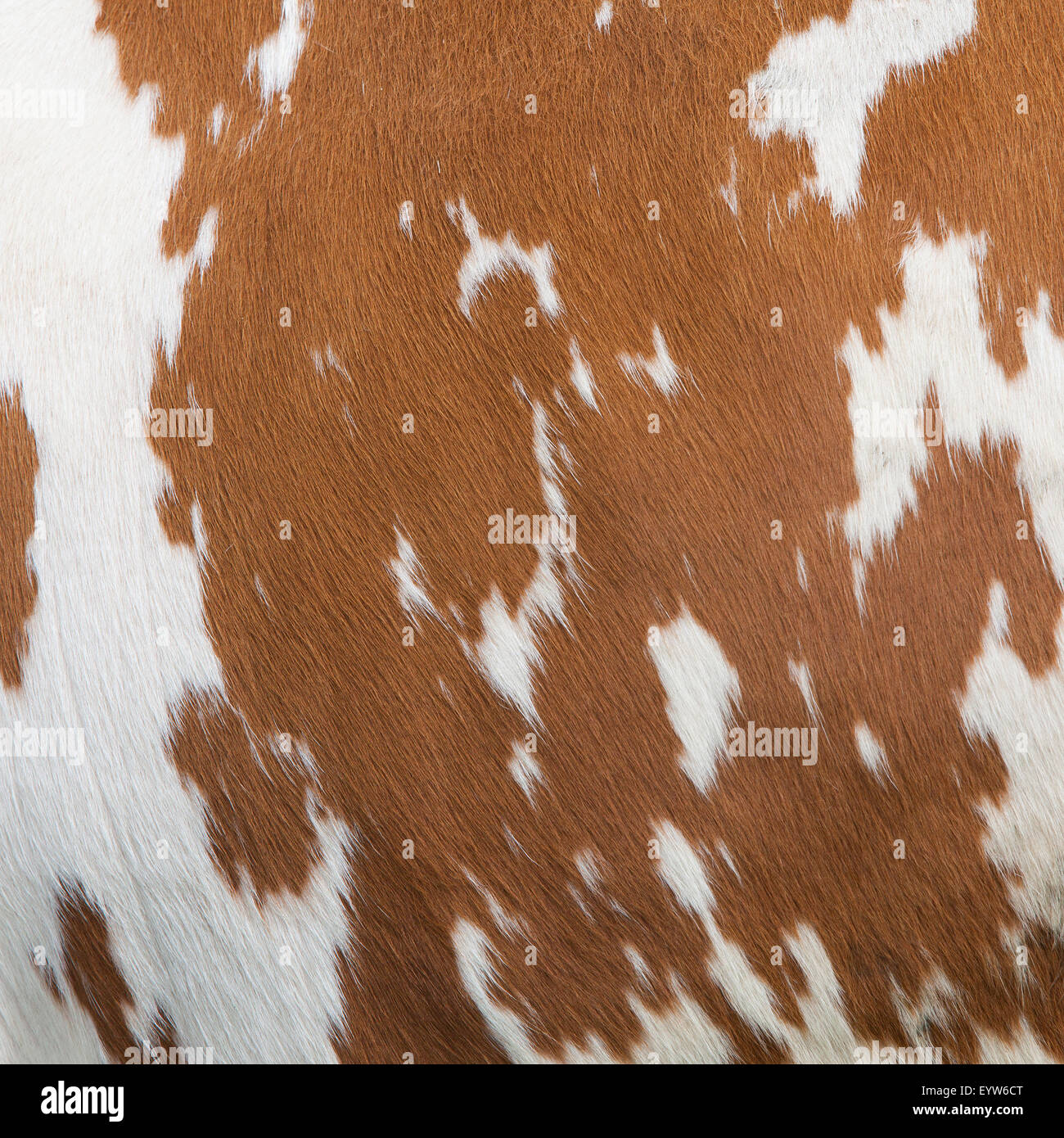 side of cow with red brown pattern on white hide Stock Photo - Alamy