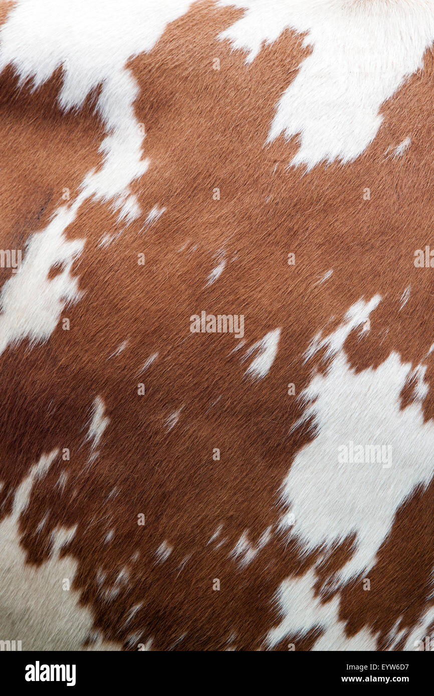 Cowhide hi-res stock photography and images - Alamy