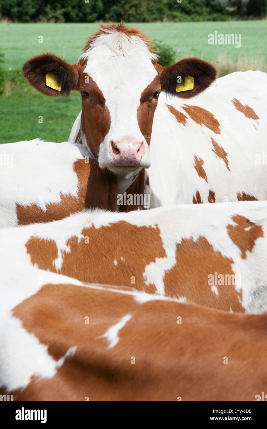 Cow behind hi-res stock photography and images - Alamy
