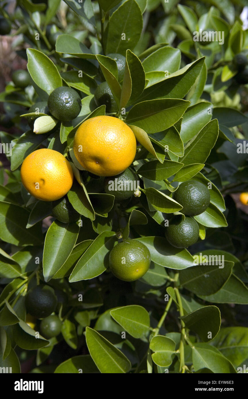 Calamondin panama orange hi-res stock photography and images - Alamy