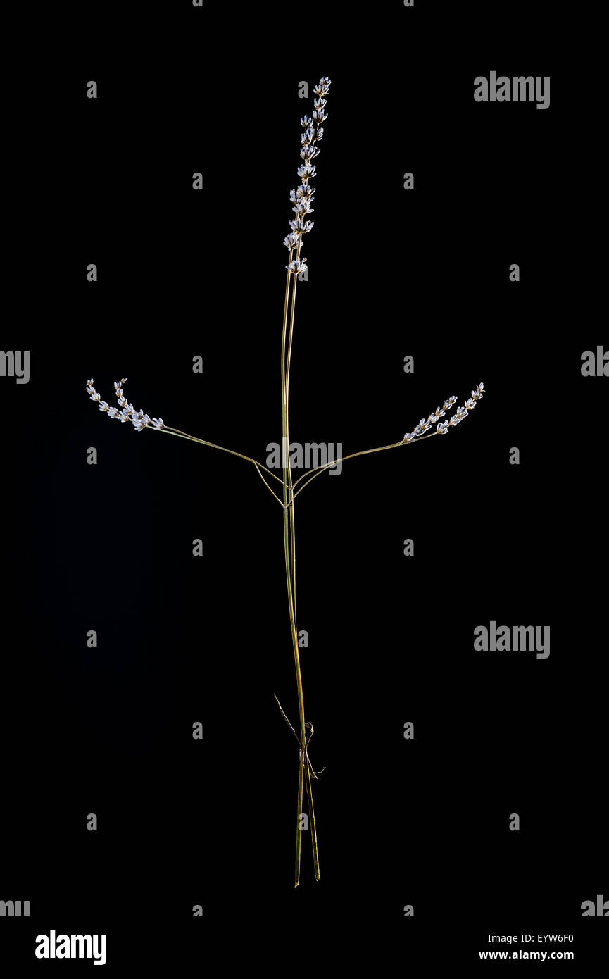 Studio flower arrangement of two lavender flowers formed into a cross ...