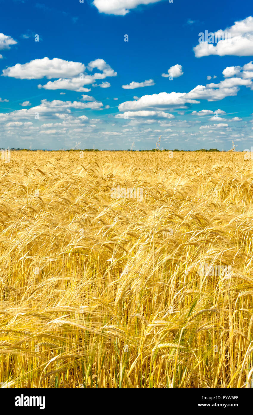 Large fields of barley ready for harvesting under a summer sky Stock ...