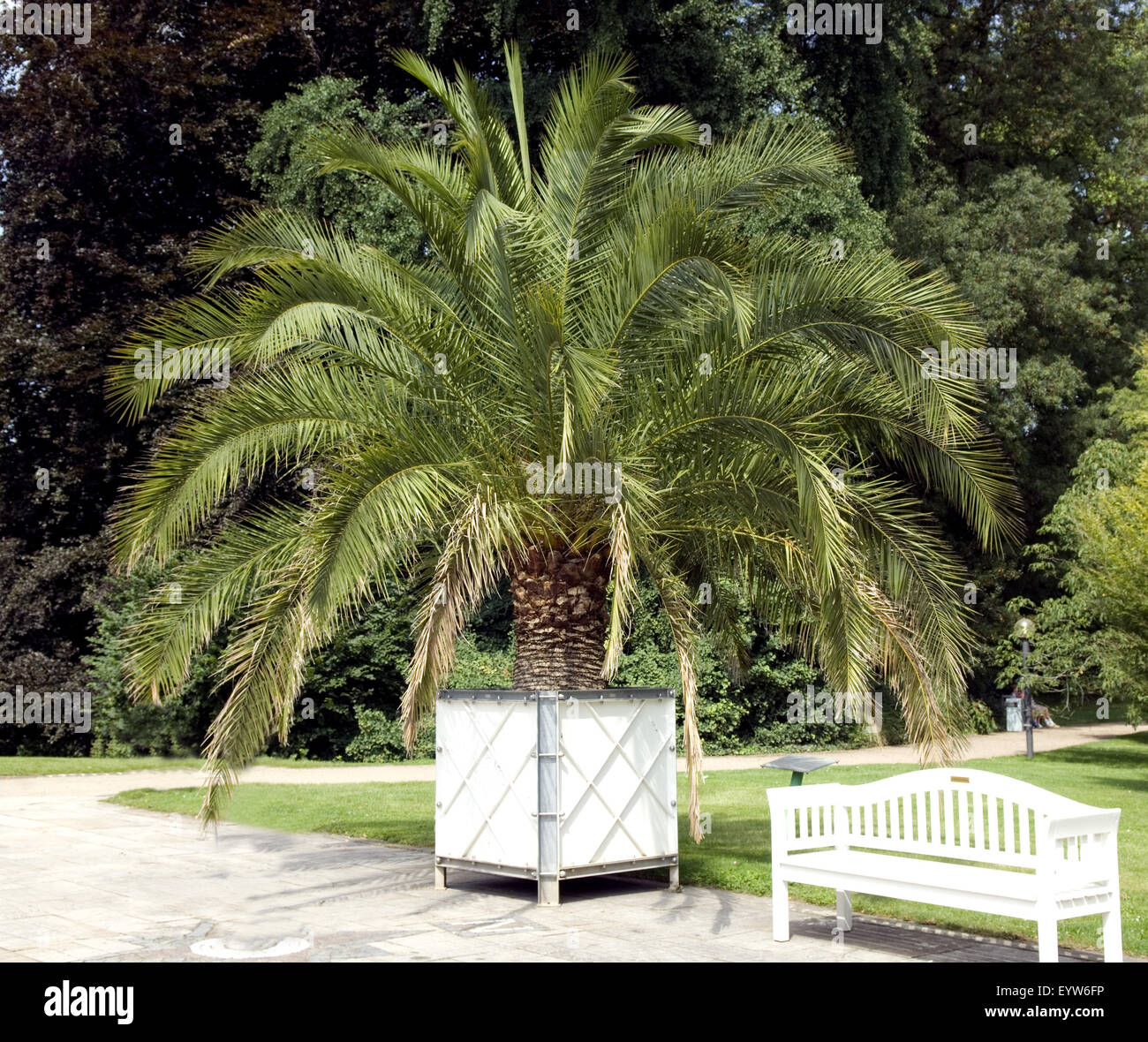 Phoenixpalme; Phoenix canariensis Stock Photo - Alamy