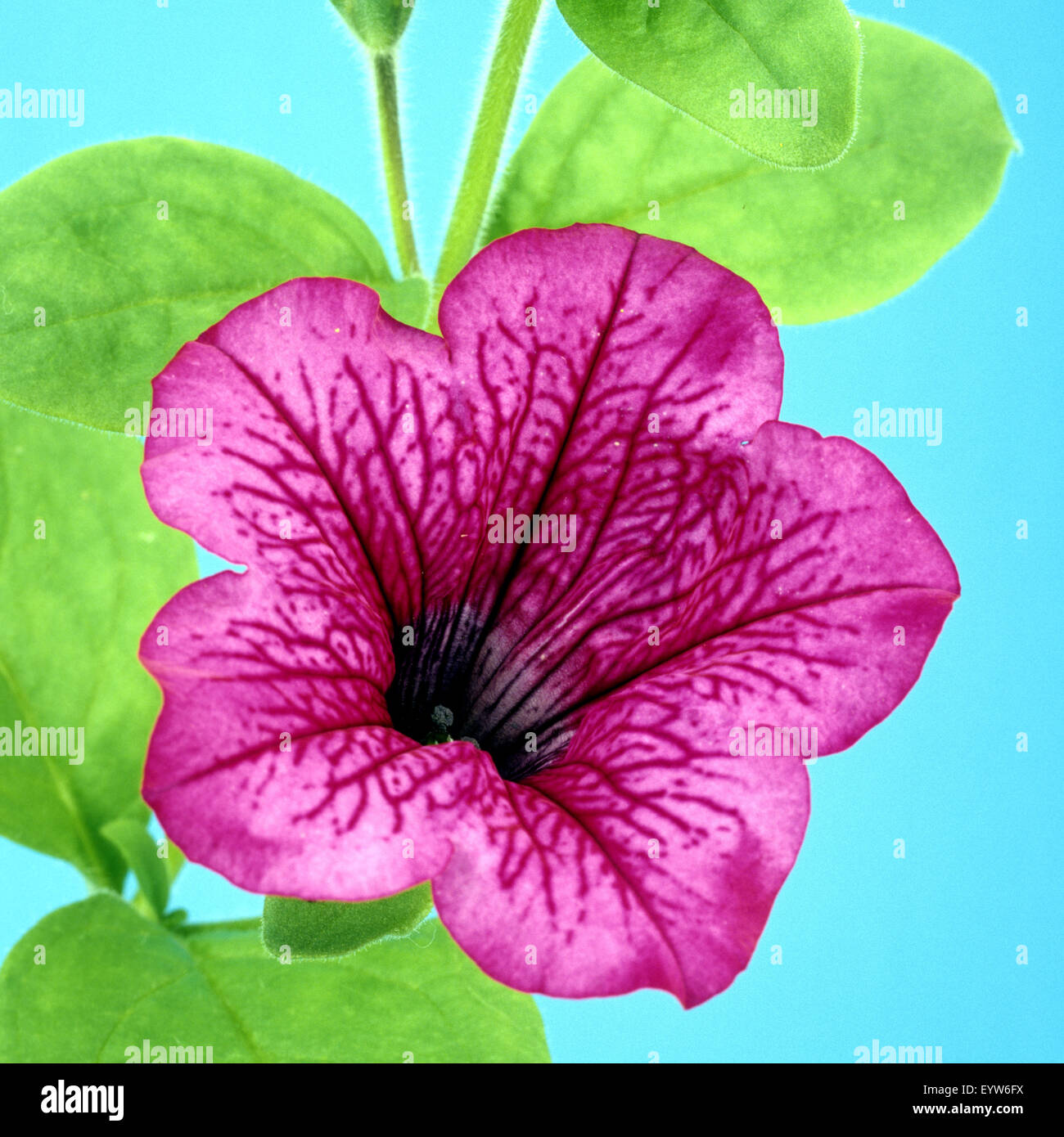 Petunie, Pitunia, Surfina Stock Photo - Alamy