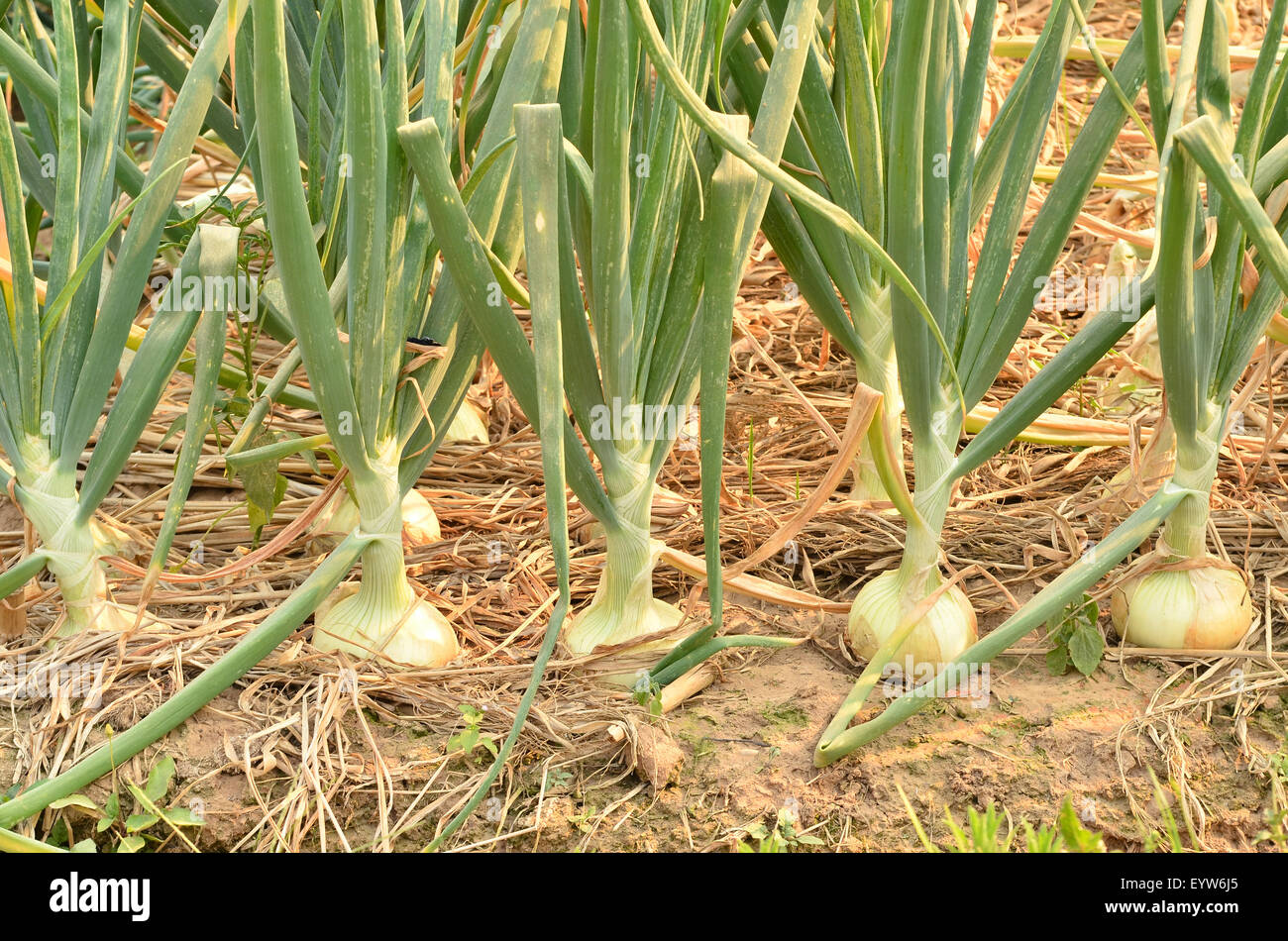 Onion farm hi-res stock photography and images - Alamy