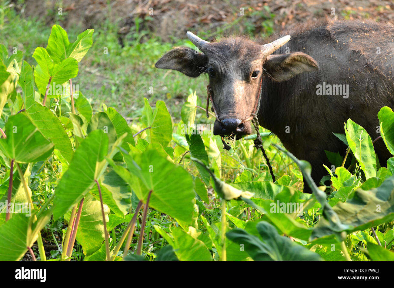 Swamp buffalo in thailand hi-res stock photography and images - Alamy