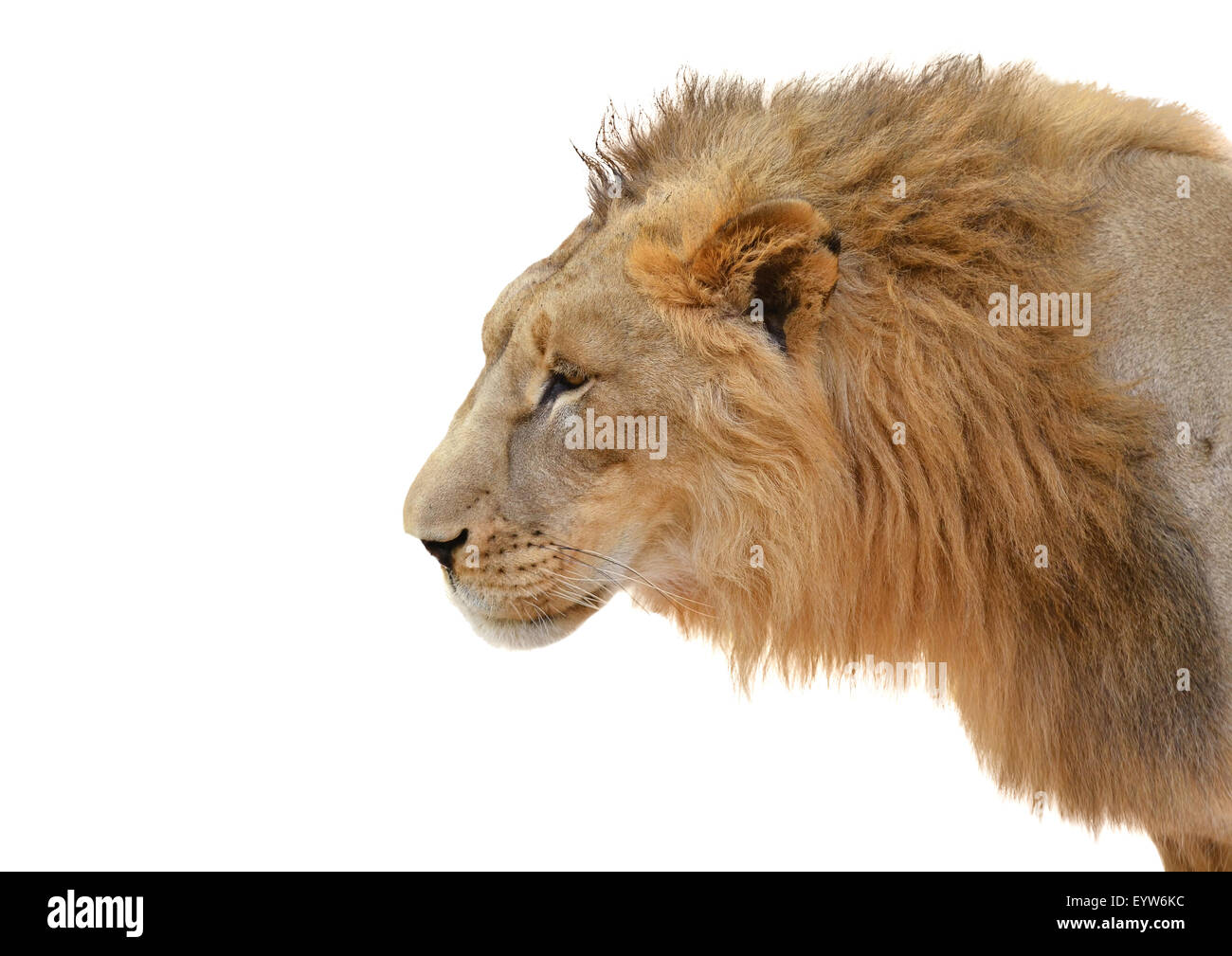 male lion head isolated on white background Stock Photo - Alamy