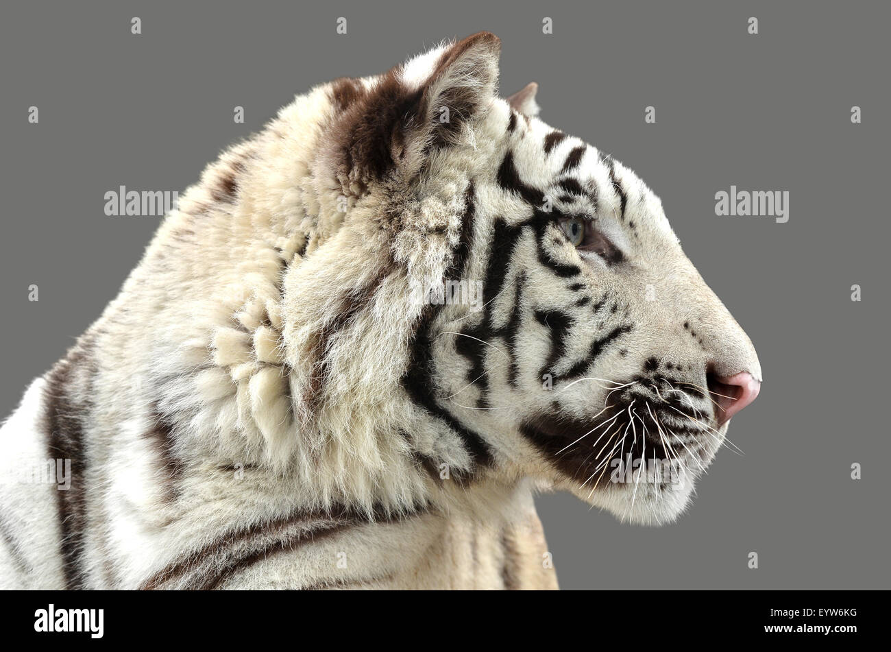 white bengal tiger isolated on gray background Stock Photo - Alamy