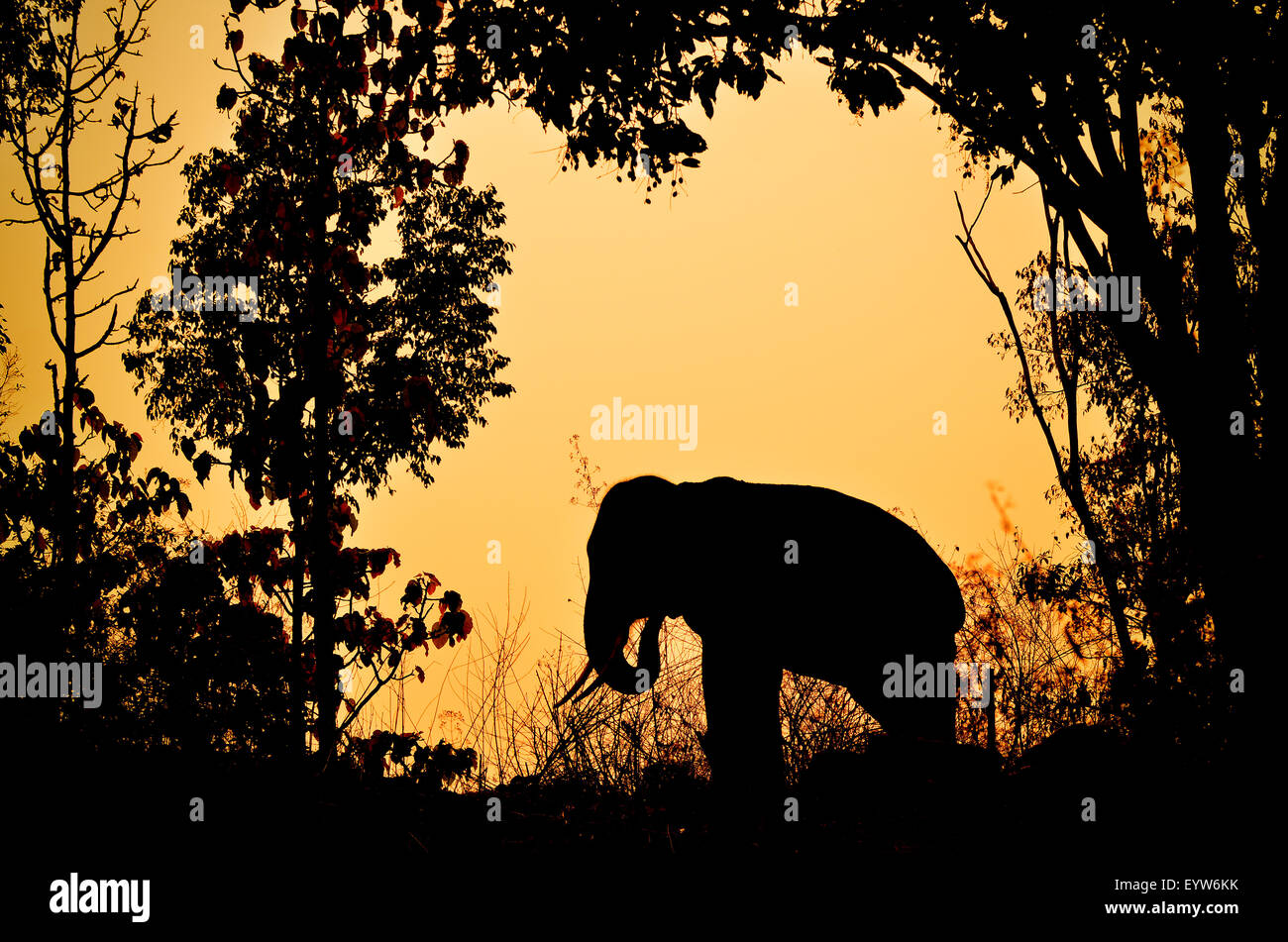 Sunset elephant hi-res stock photography and images - Alamy