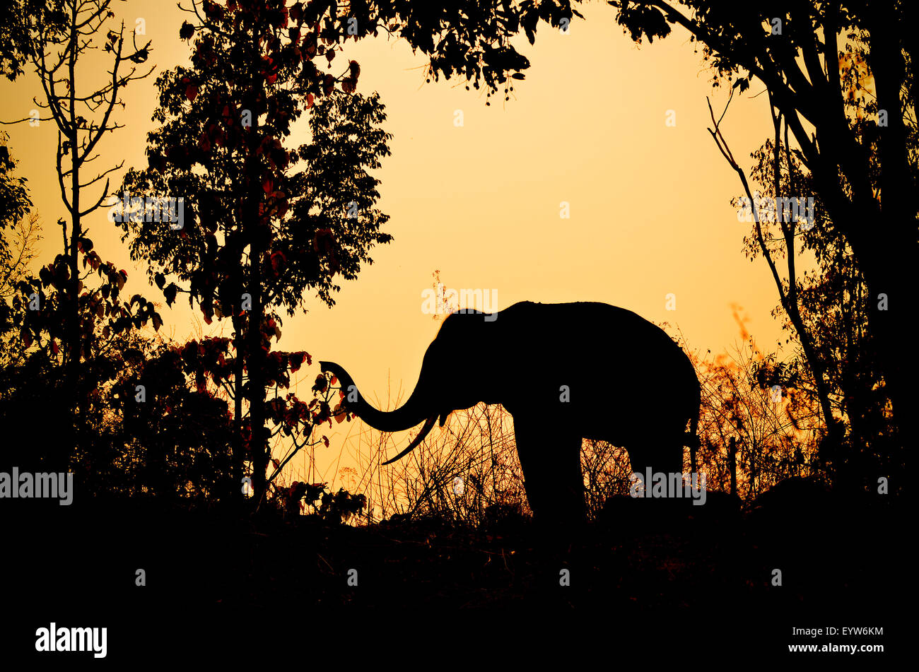 asia elephant in the forest at sunset Stock Photo - Alamy
