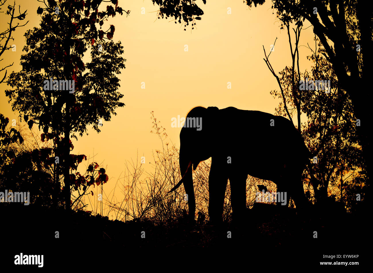 asia elephant in the forest at sunset Stock Photo - Alamy